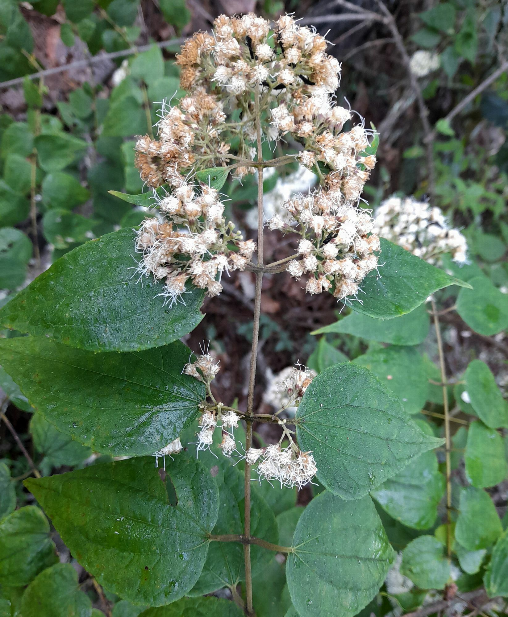 Ageratina areolaris (DC.) D.Gage ex B.L.Turner