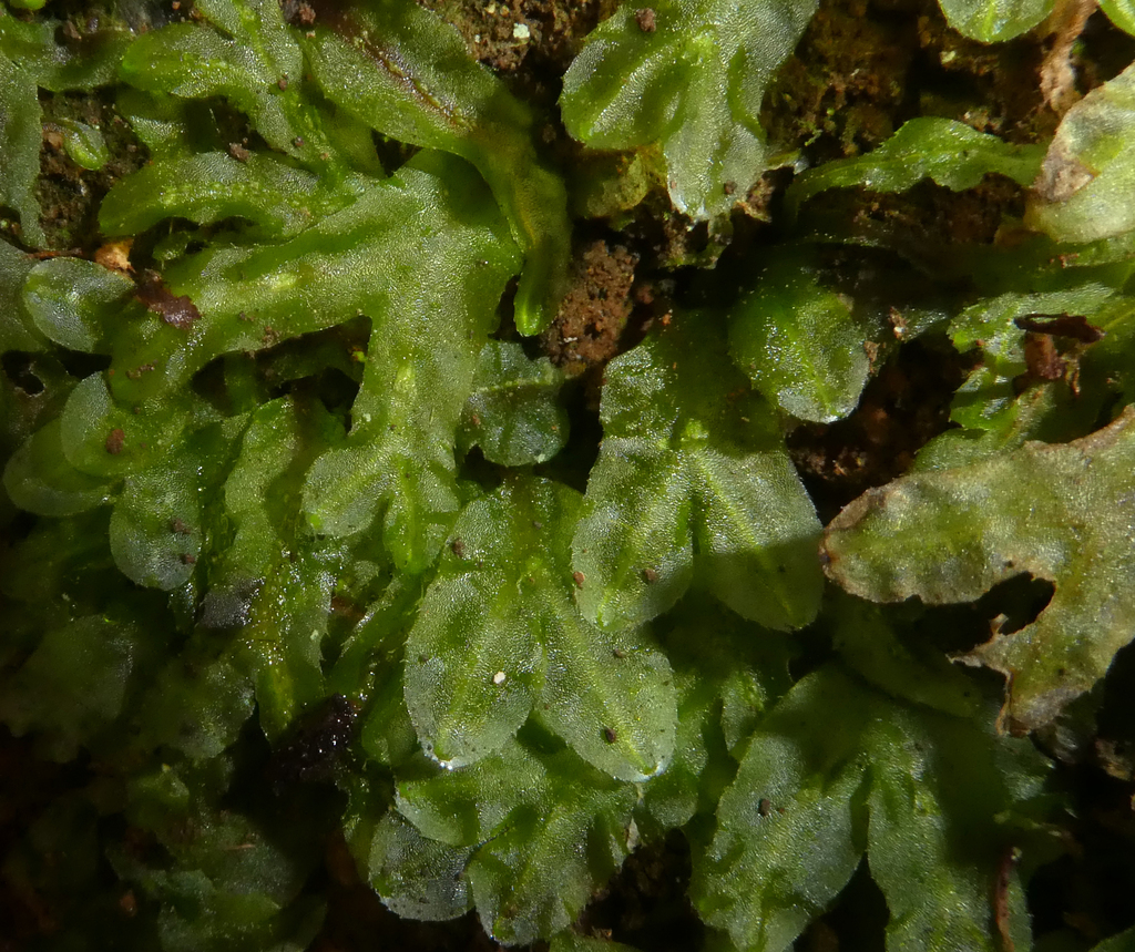 Symphyogyna from Mt Donna Bouang, Warburton VIC 3799, Australien on ...