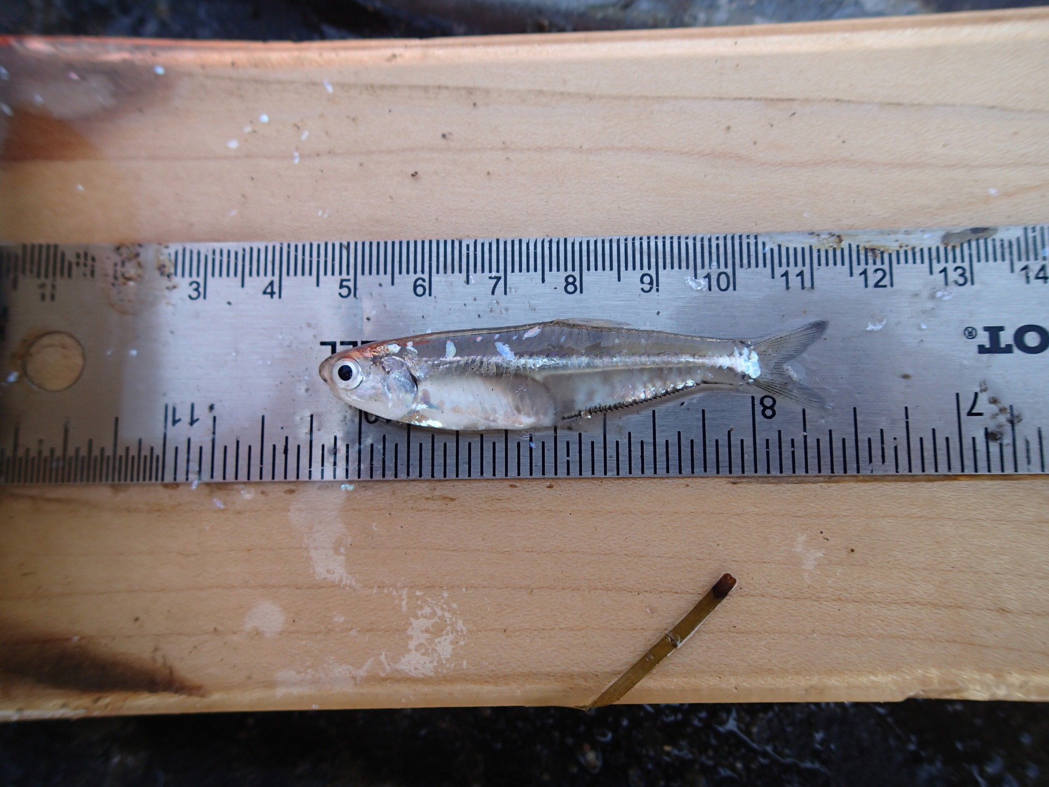 Anchoa compressa (Girard, 1858)
