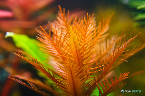 Proserpinaca Pectinata