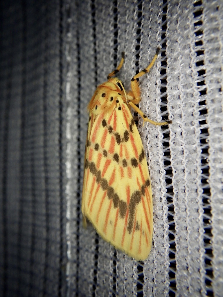 Barsine striata from 泉源寺, 舞鶴市, 京都府, JP on June 1, 2022 at 09:04 PM by ...
