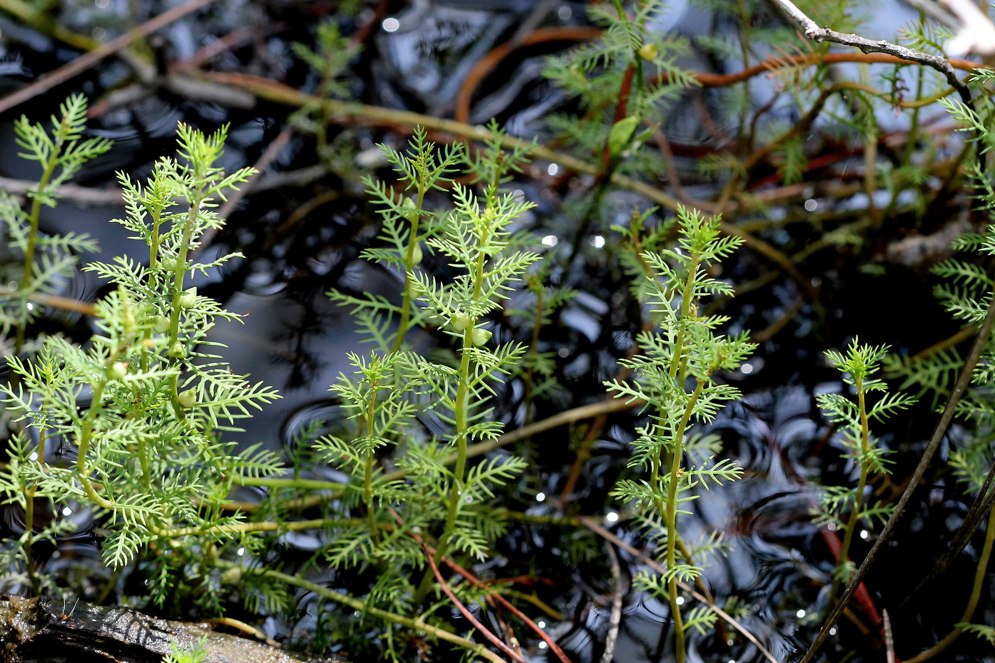 Proserpinaca Pectinata