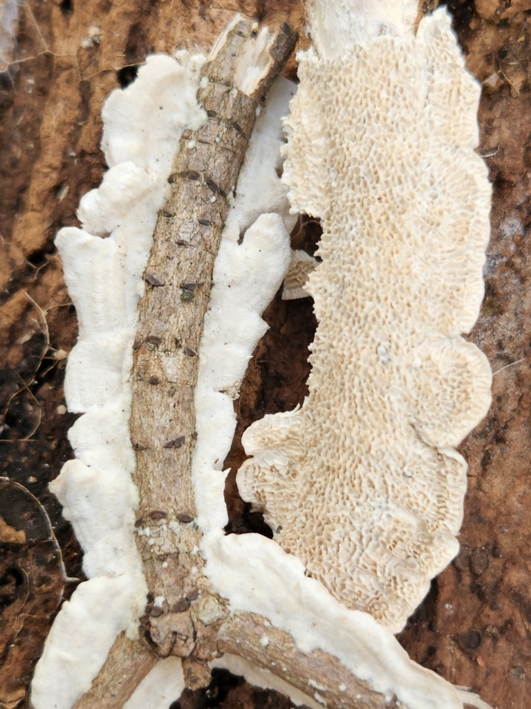 Milk-white Toothed Polypore from Washington Township, IN, USA on ...