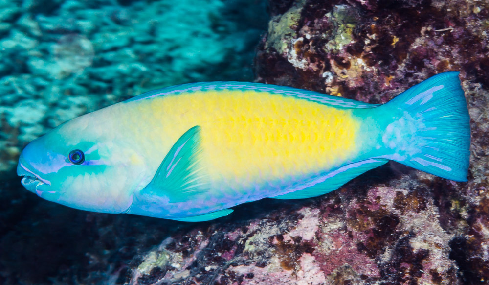 Pacific Bullethead Parrotfish (Field guide to fishes of the Coral Sea ...