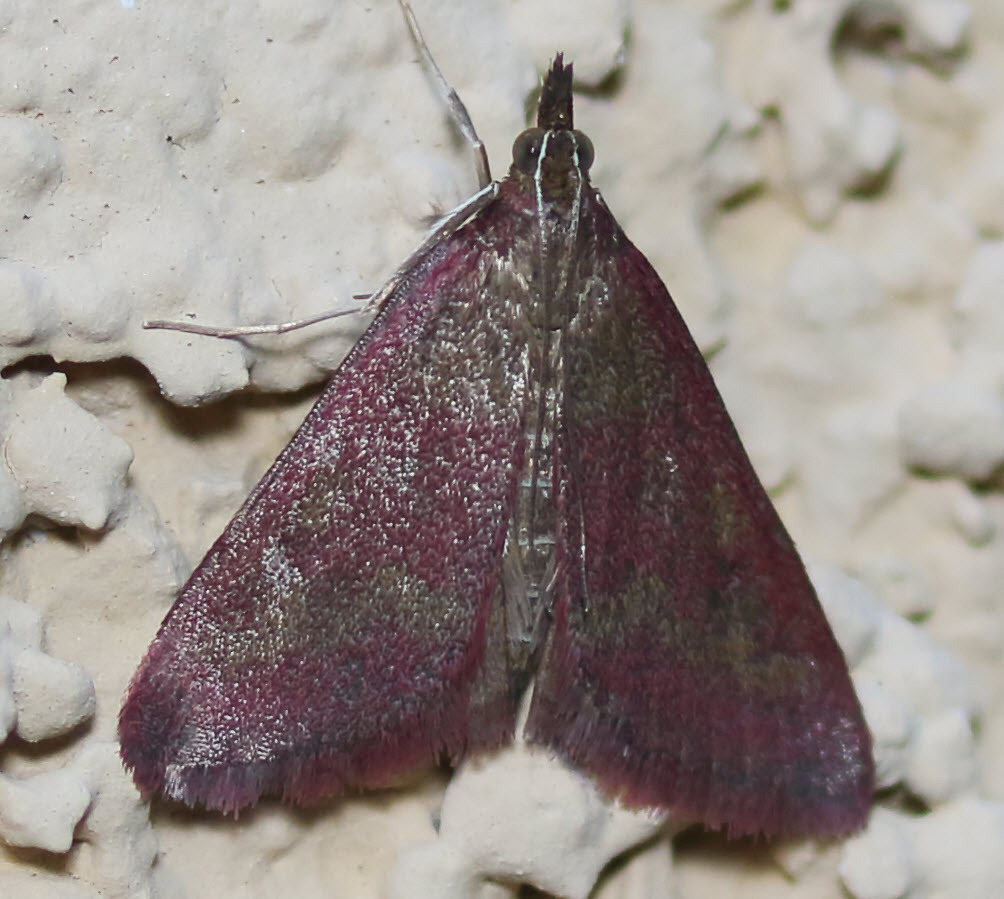 Southern Purple Mint Moth from Carmel Valley, San Diego, CA, USA on ...