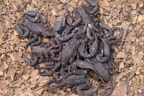Scorpiops validus · iNaturalist