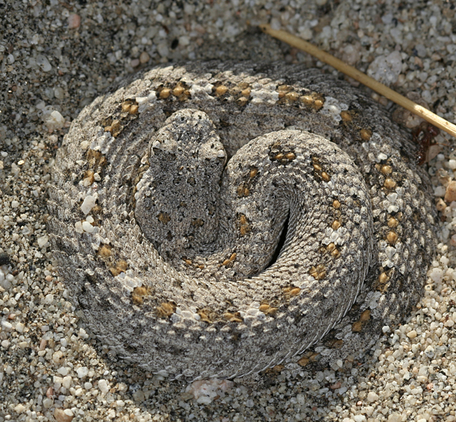 Sidewinder (Crotalus cerastes) - Snakes and Lizards
