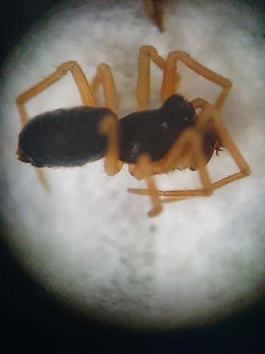 Entelecara flavipes · iNaturalist