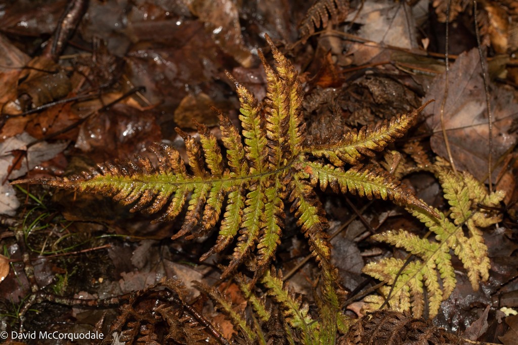 long beech fern from Grand Lake Road, NS, Canada on October 21, 2022 at ...