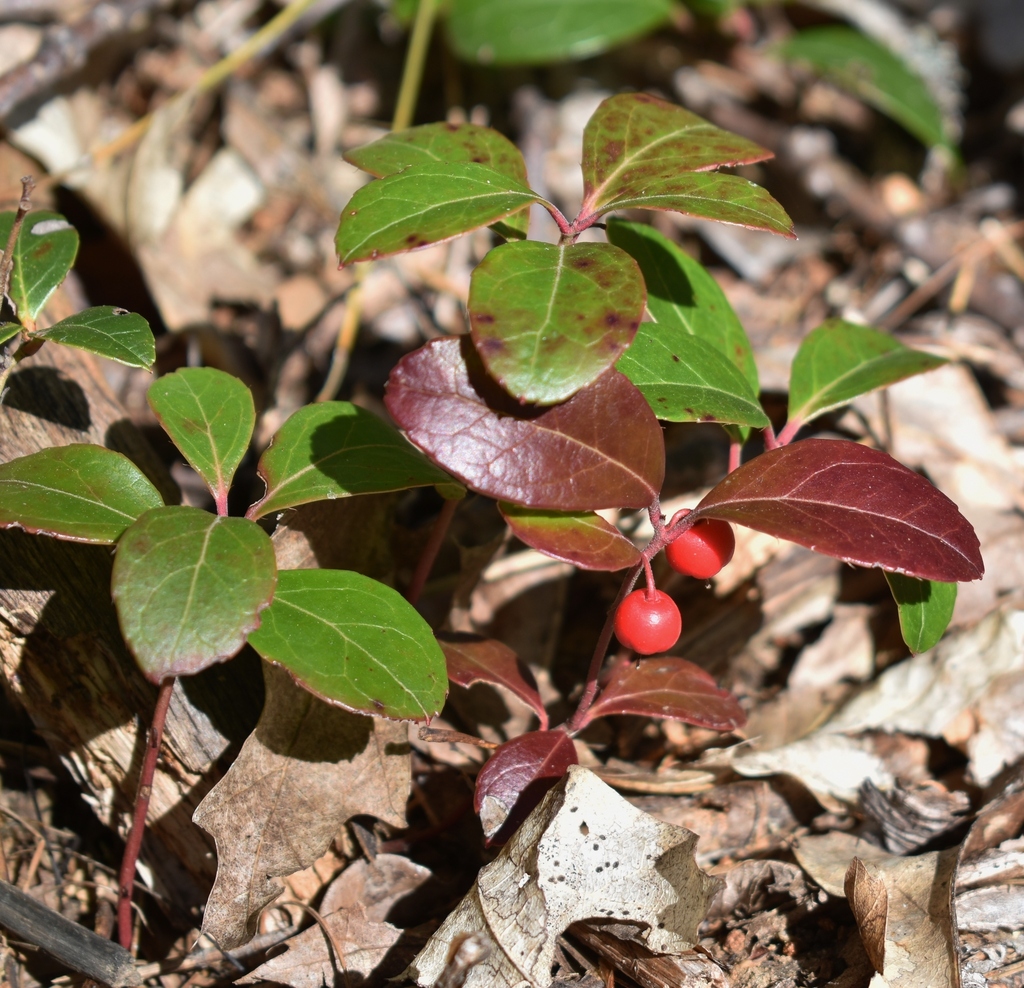 Eastern Teaberry from So Moat Mt Trail Albany, Conway, NH United States ...