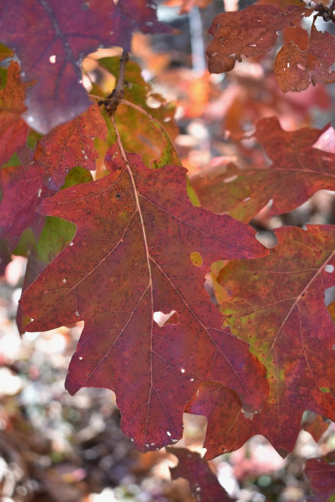 red oaks from So Moat Mt Trail Albany, Conway, NH United States on ...