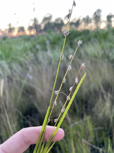 Variety Scleria distans distans · iNaturalist