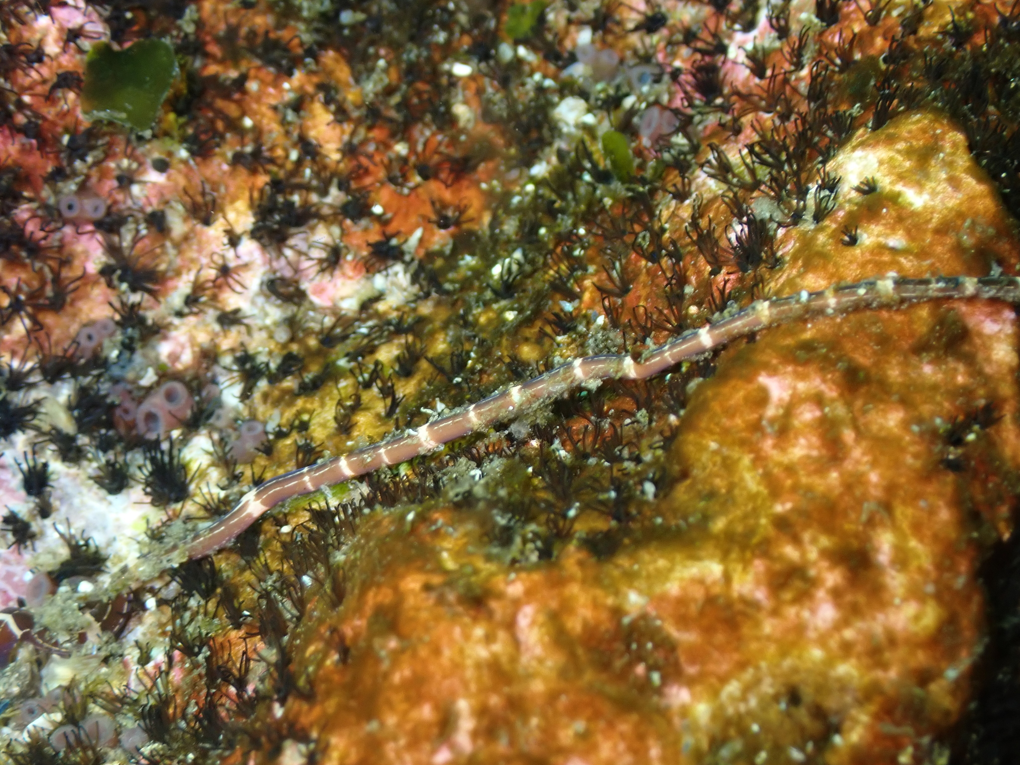 Tubulanus Renier, 1804