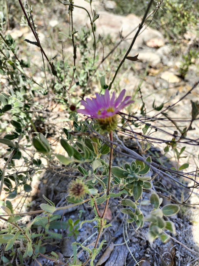 Xanthisma gymnocephalum from 78477 S.L.P., México on October 20, 2022 ...