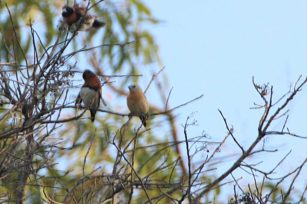 Yellow-rumped Munia from Muirhead Bushland, Darwin NT, Australia on ...