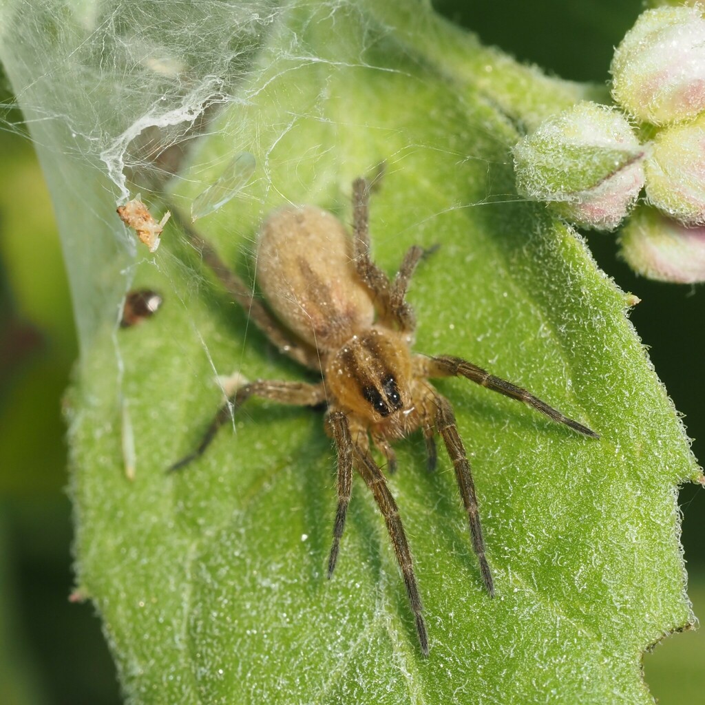 Typical Spiders from lake proctor on October 15, 2022 at 08:25 AM by ...