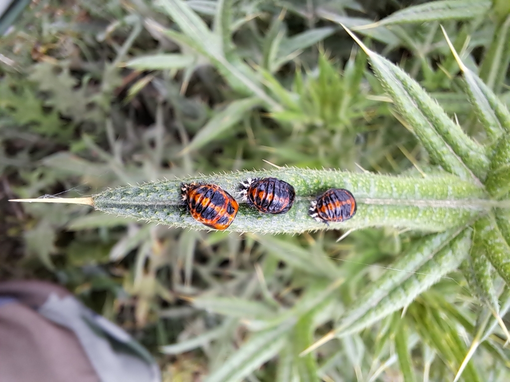 Greater Lady Beetles from Islas del Ibicuy, Entre Ríos, Argentina on ...