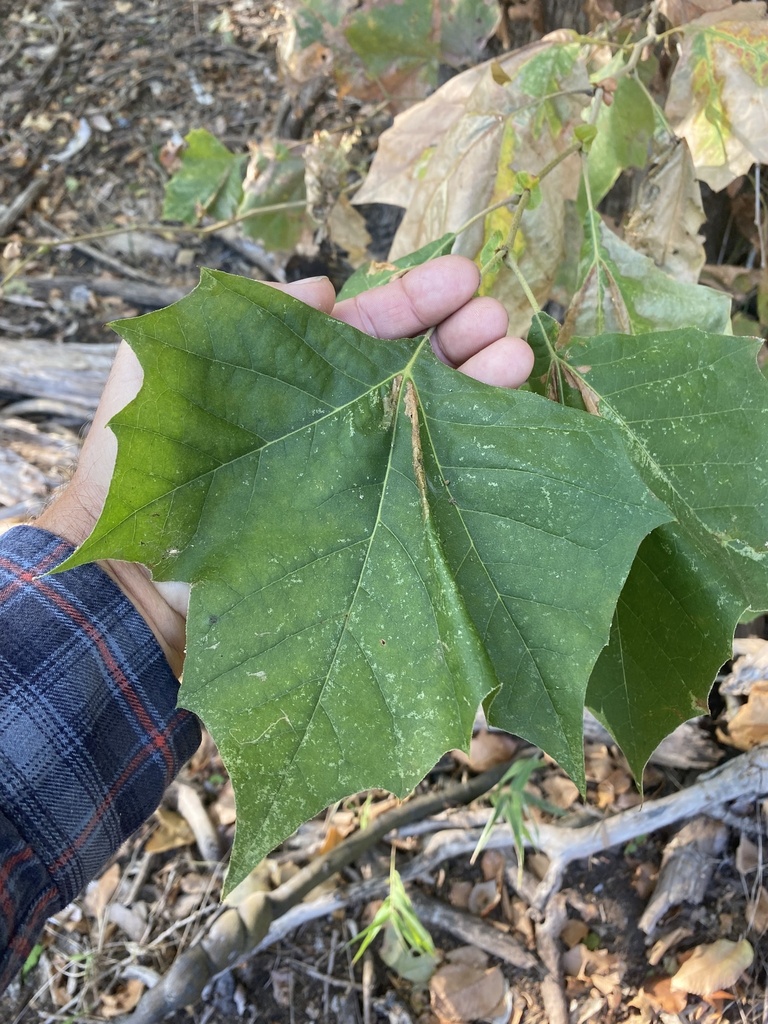 American sycamore from Fort Worth Nature Center & Refuge, Fort Worth ...
