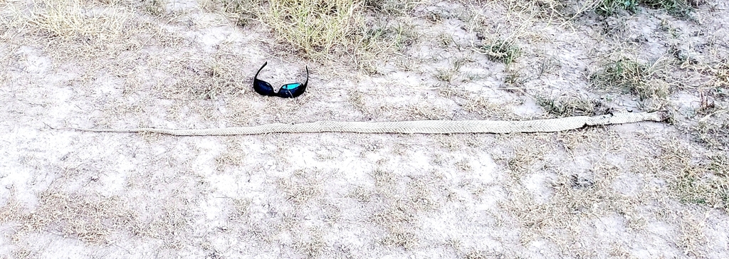Western Coachwhip from Junction, TX 76849, USA on October 21, 2022 at ...