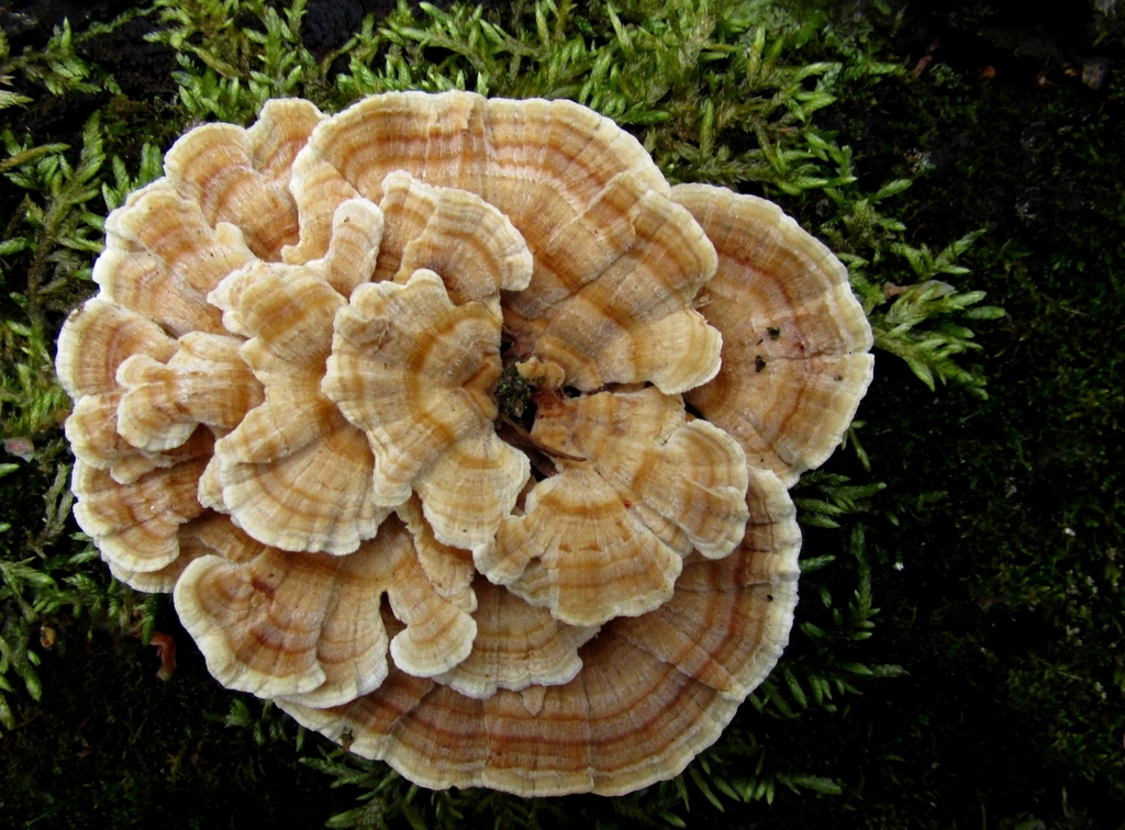 turkey-tail from Cook County, IL, USA on October 16, 2022 at 07:48 PM by David W. Runyan II ...