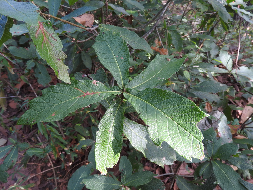 loquat leaf oak from Guadalupe, N.L., México on August 25, 2018 at 10: ...