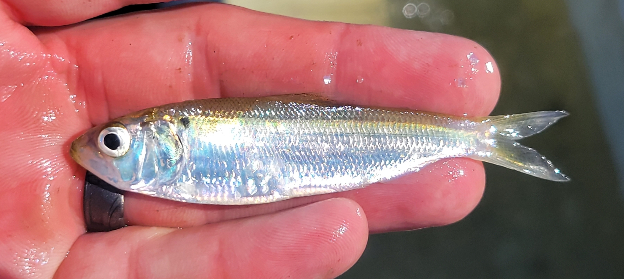 Alosa sapidissima (Wilson, 1811)