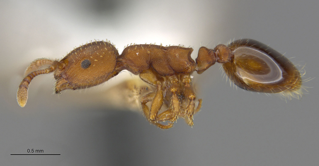 Formicoxenus hirticornis (Common Ants of the Navajo Reservation Field ...