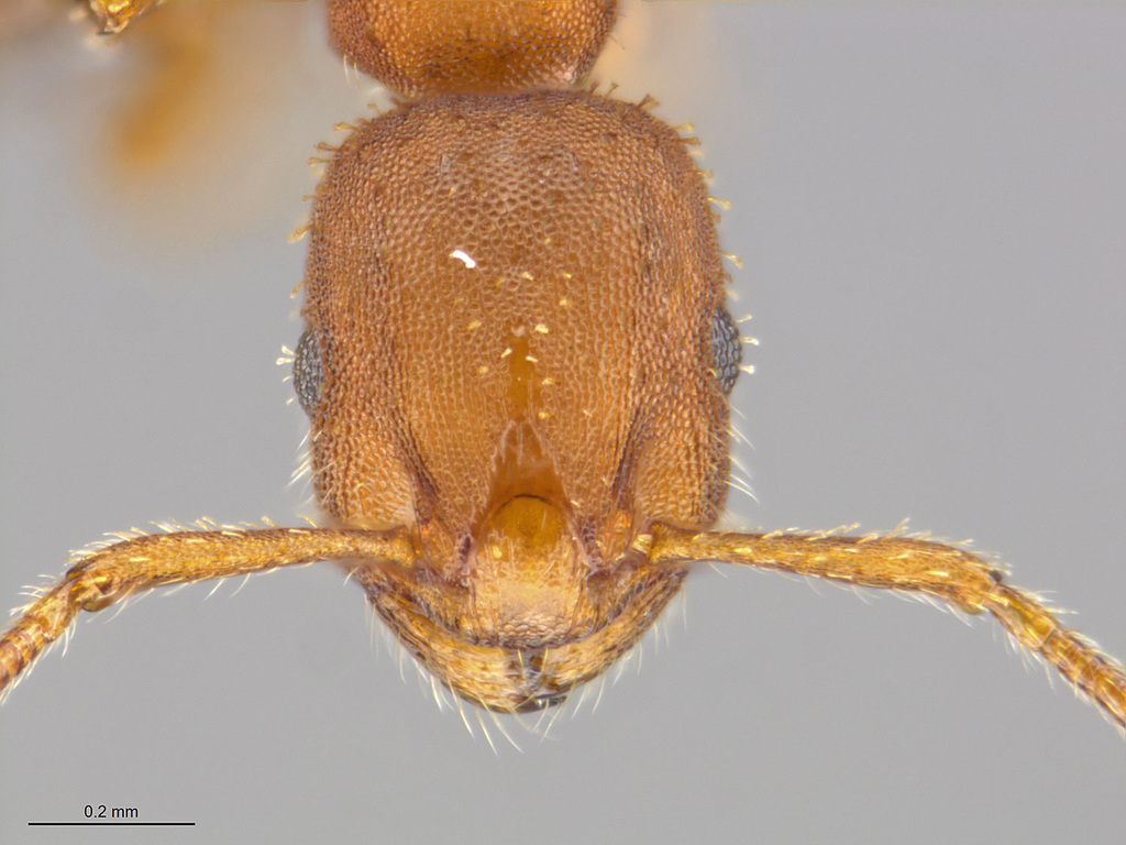 Formicoxenus hirticornis (Common Ants of the Navajo Reservation Field ...