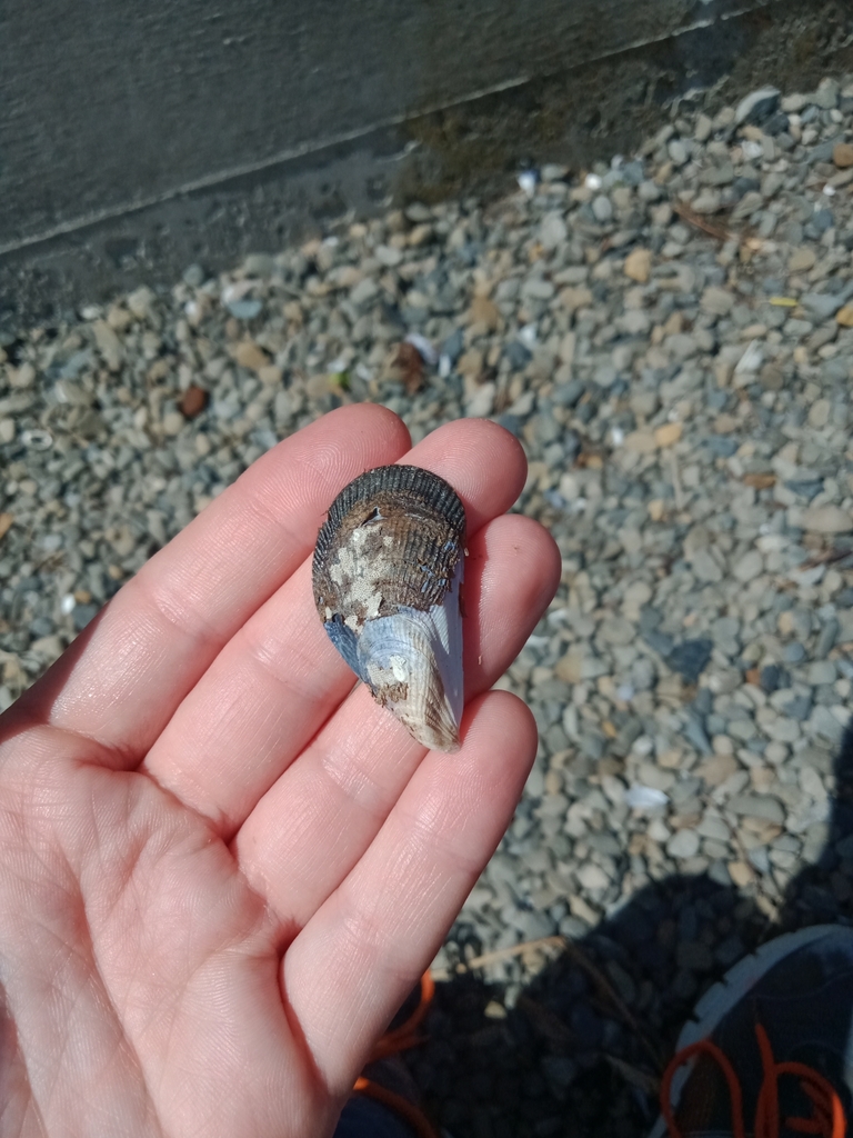 New Zealand Ribbed Mussel from Te Aro, Wellington 6011, New Zealand on ...