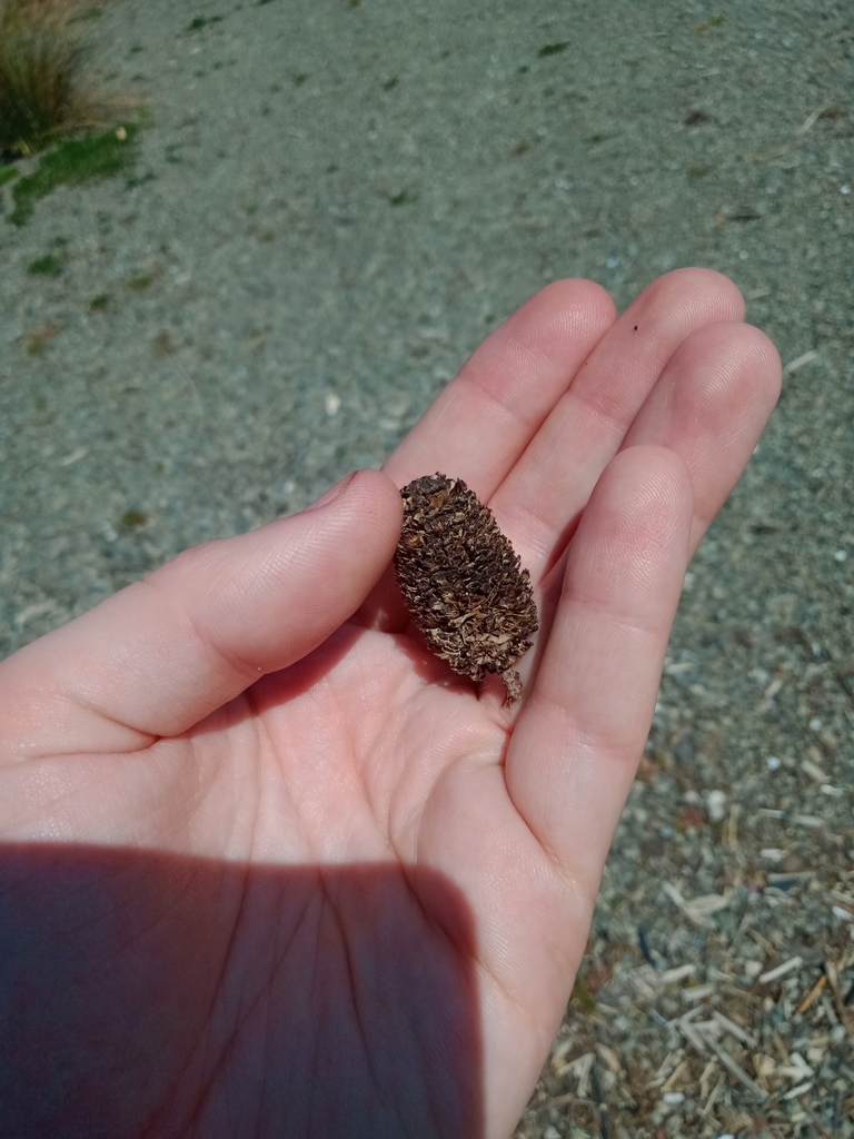 Forest sheoak from Te Aro, Wellington 6011, New Zealand on October 22 ...