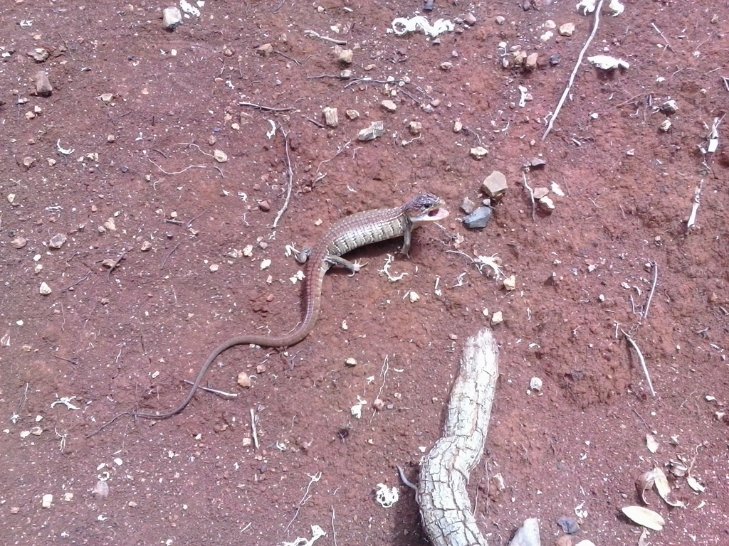 Oaxaca Alligator Lizard from La Estancia, Coixtlahuaca on August 16 ...