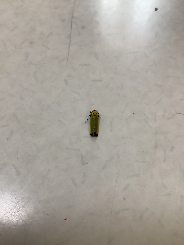 Black-tipped Leafhopper from 福島, 倉敷市, 岡山県, JP on September 22, 2022 at ...