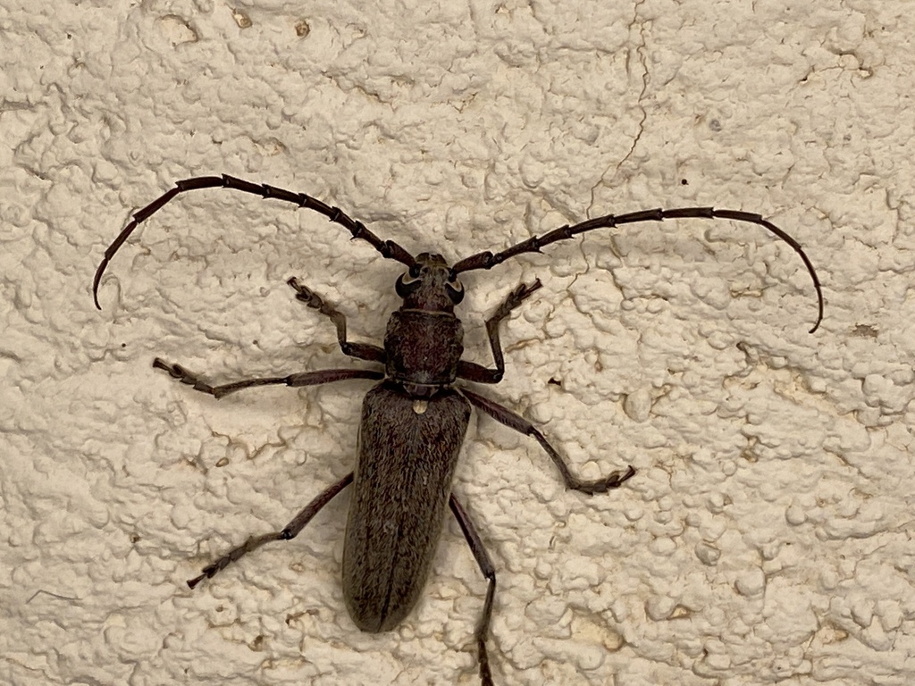 Aneflus bullocki from La Huerta, MX-JA, MX on October 21, 2022 at 09:34 ...
