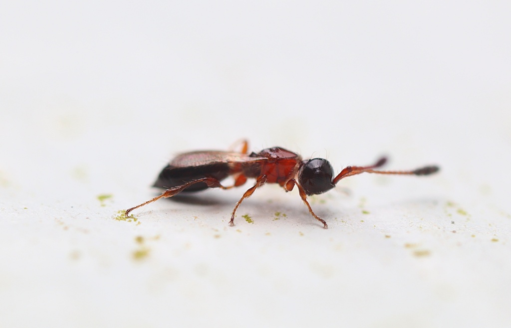 Trichopria from Kaeo, New Zealand on October 17, 2022 at 12:49 AM by ...