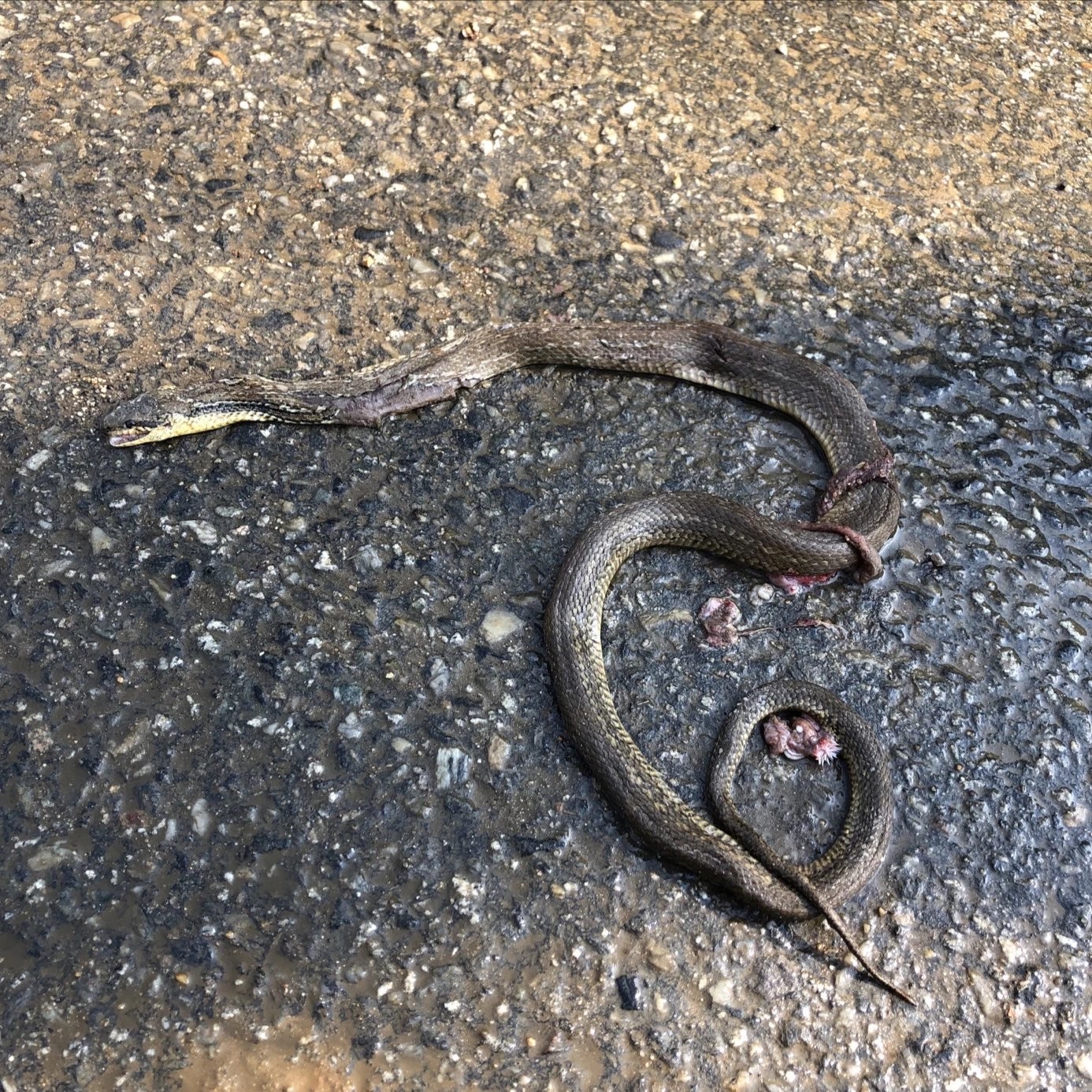 Elaphe schrenckii Strauch, 1873