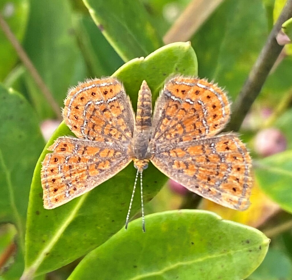 Little Metalmark from Splinter Hill Bog Preserve, Baldwin County, AL ...