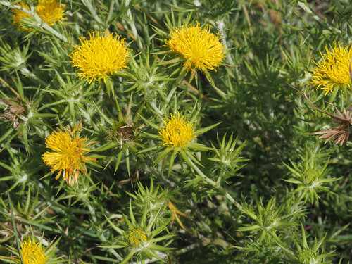 Lobed African Thistle (Berkheya pinnatifida) · iNaturalist