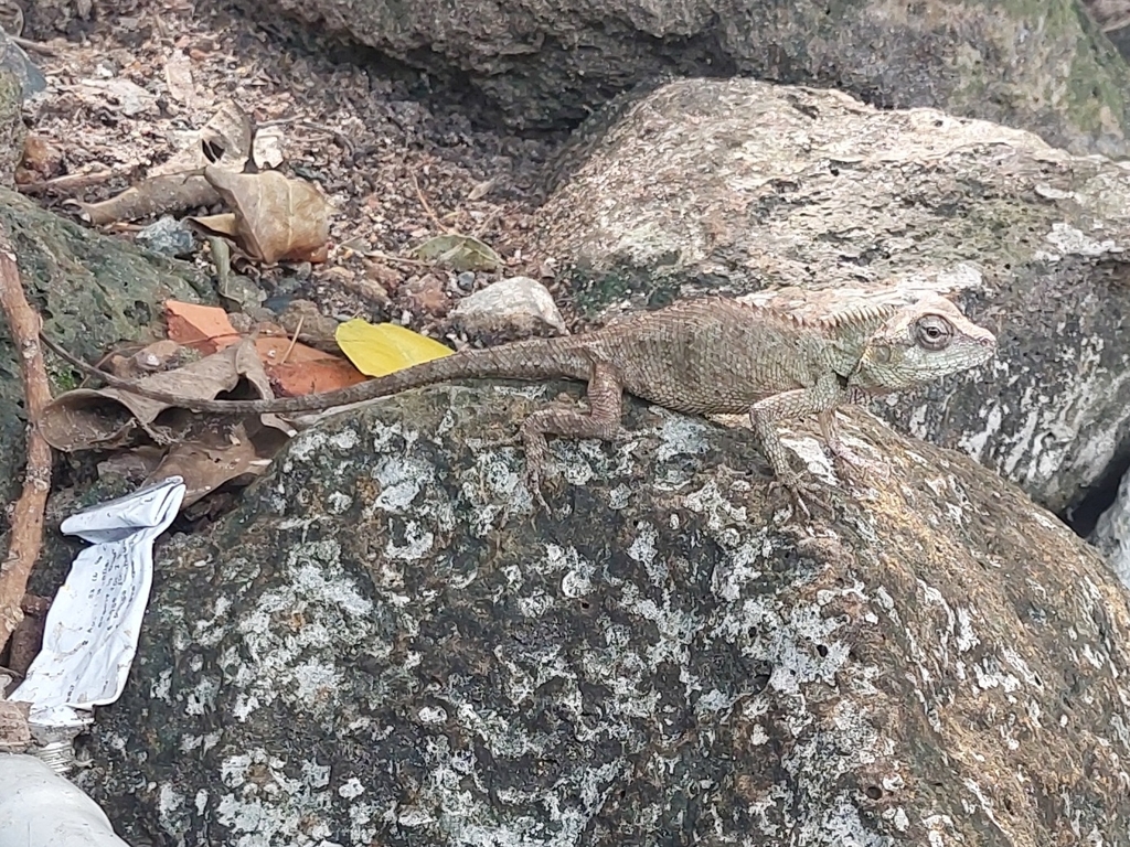 Vietnamese Blue Crested Lizard from Phú Nhuận on October 22, 2022 at 10 ...