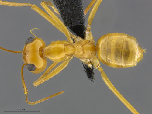 Polyergus mexicanus (Common Ants of the Navajo Reservation Field Guide ...