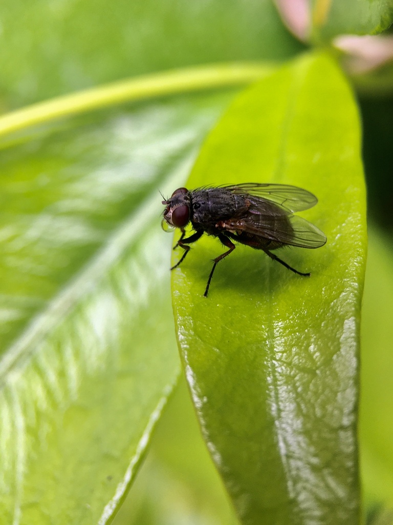 False Stable Fly in October 2022 by cinclosoma · iNaturalist