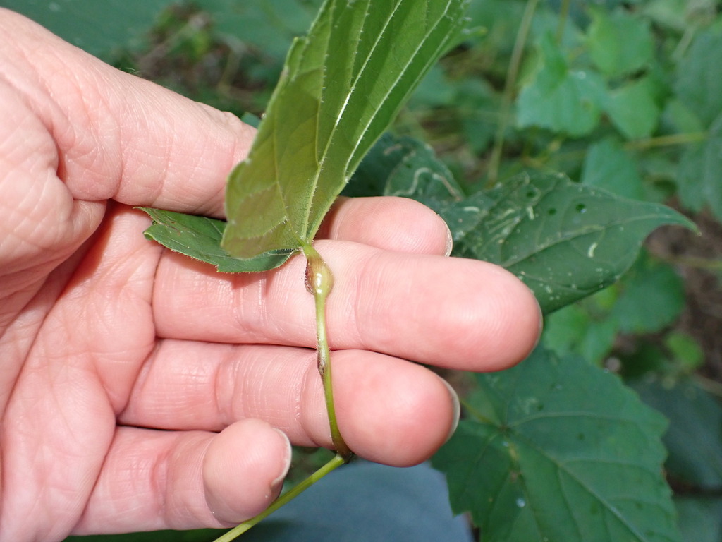 Grape Leaf Petiole Gall from Berks County, PA, USA on August 17, 2022 ...