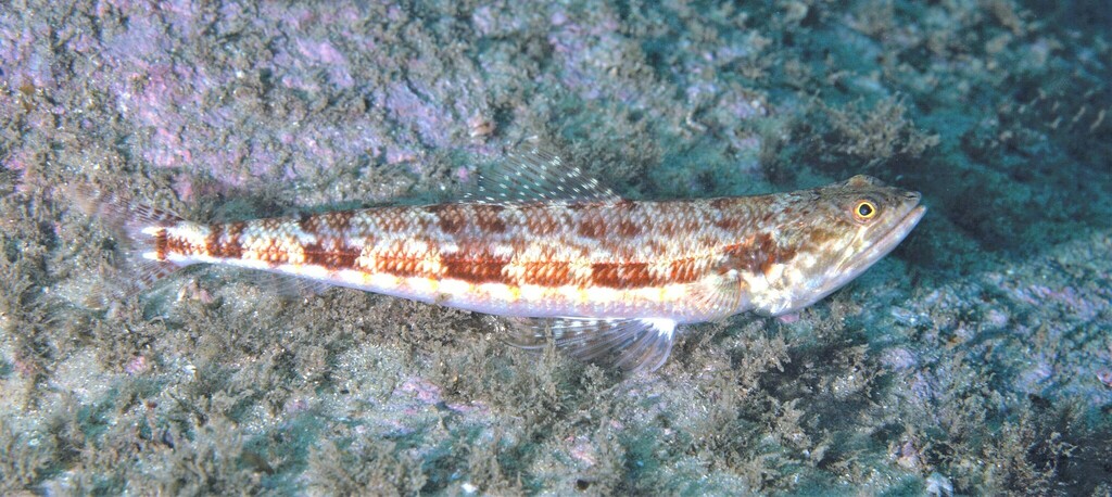 Bluestripe Lizardfish (Fishes of Cabbage Tree Bay Aquatic Reserve ...
