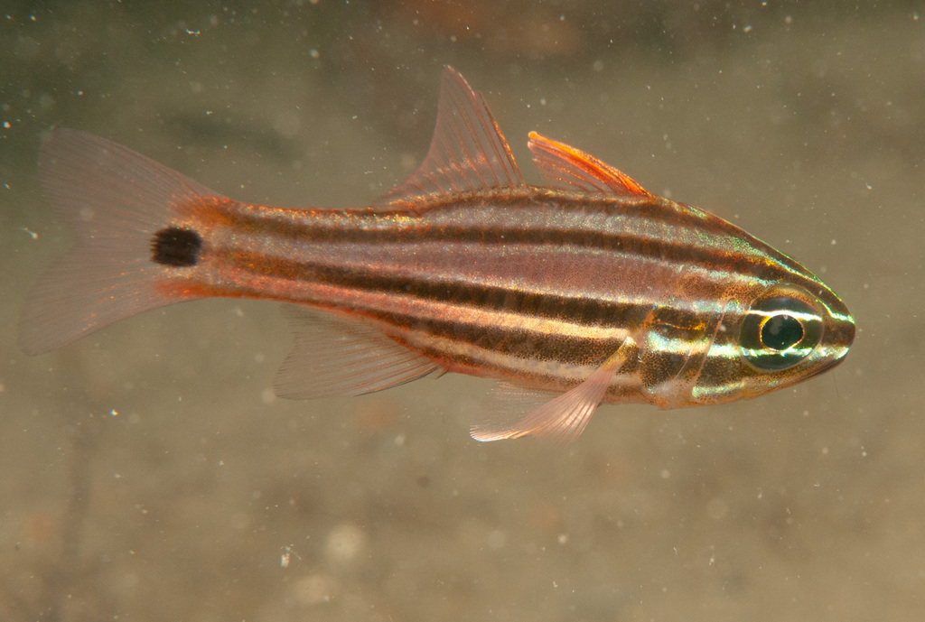 Sydney Cardinalfish (Fishes of Chowder Bay, Sydney, Australia ...