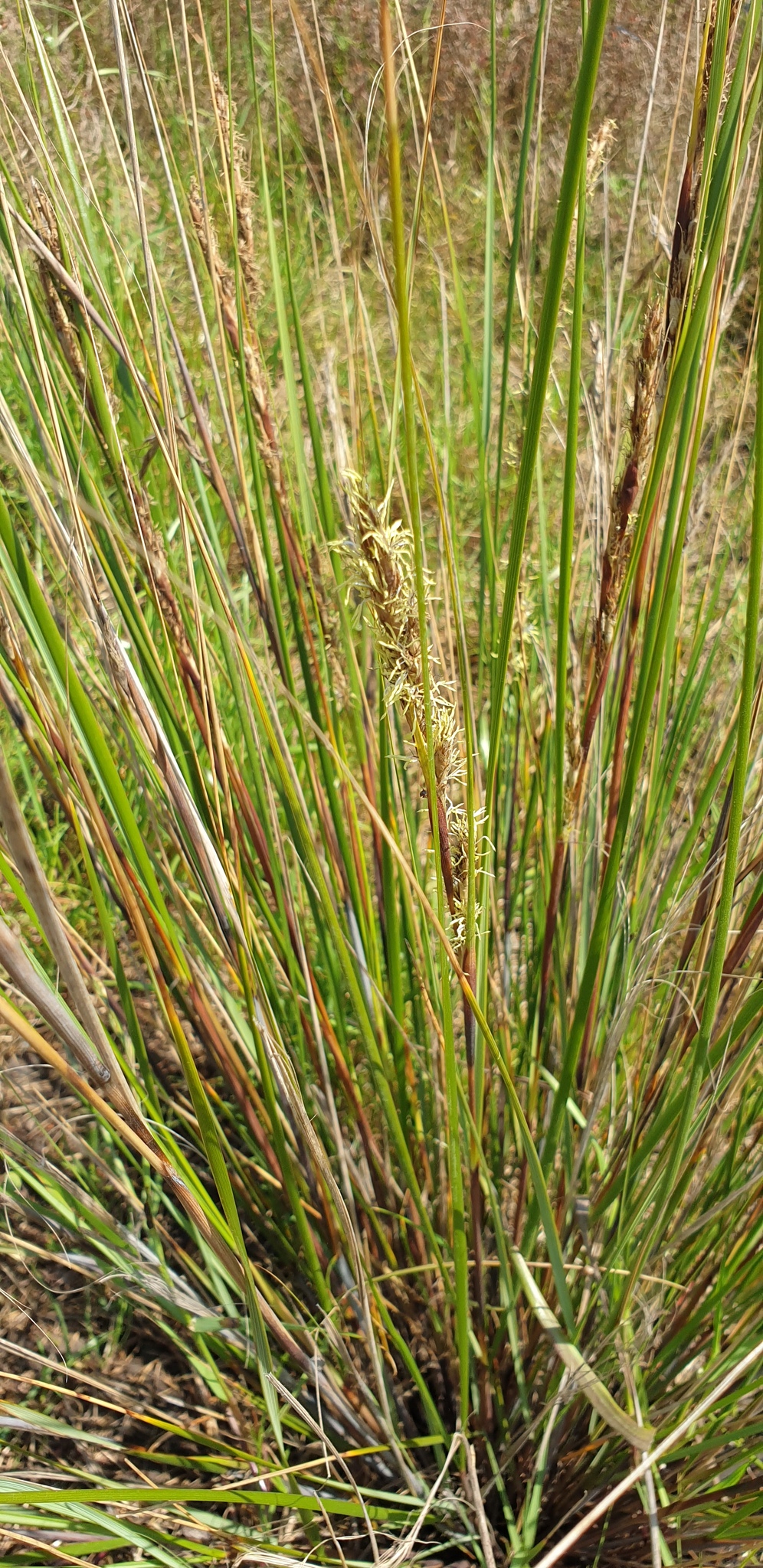 Gahnia filum (Labill.) F.Muell.