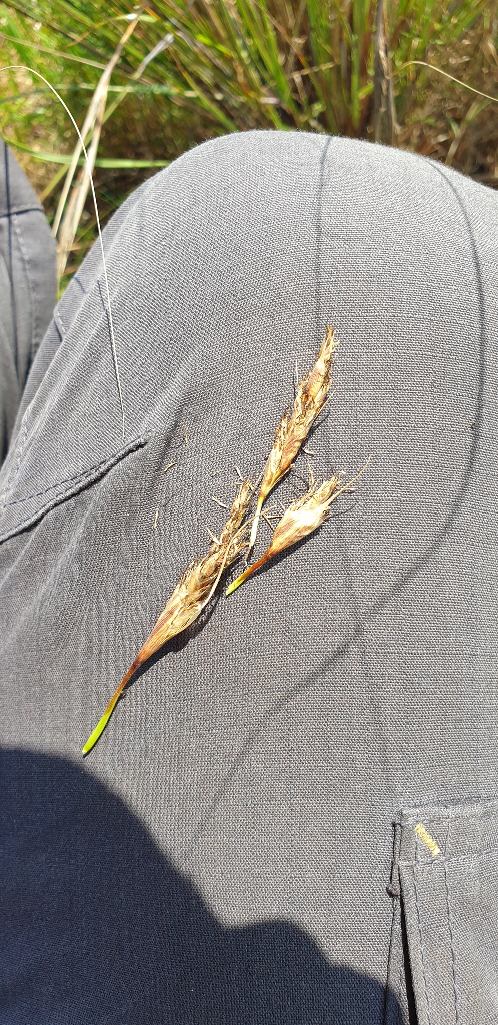 Gahnia filum (Labill.) F.Muell.