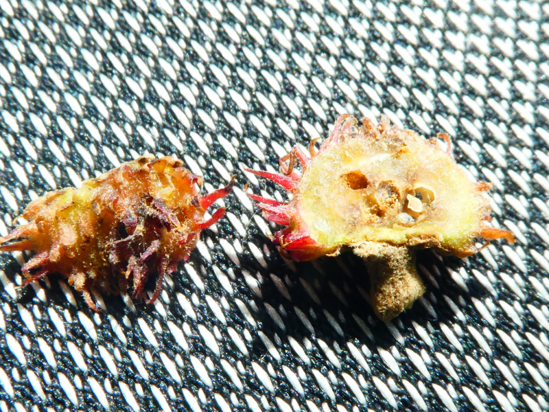 Neuroterus saliens (Kollar, 1857)