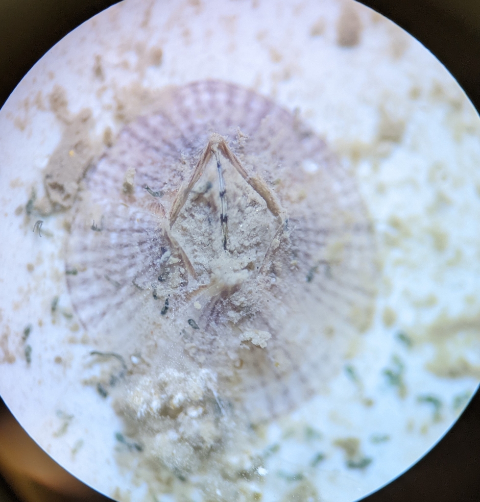 Amphibalanus from Brisbane QLD, Australia on October 22, 2022 at 11:47 ...