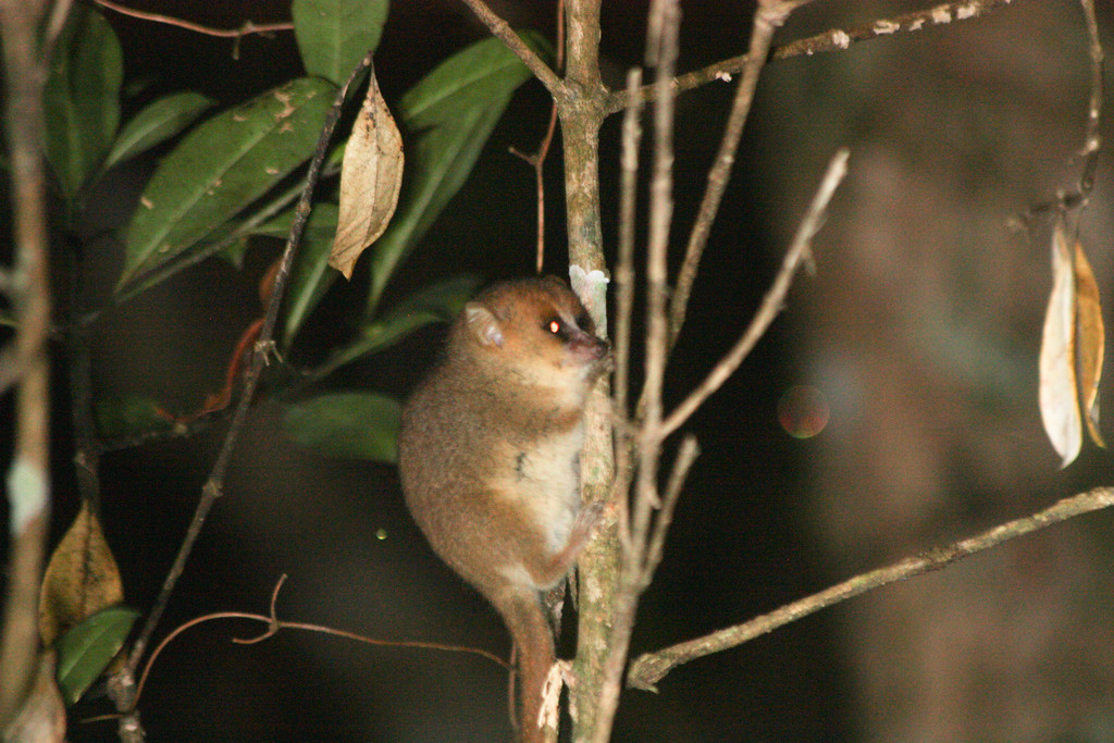 Goodman's Mouse Lemur in September 2015 by Scott Loarie · iNaturalist