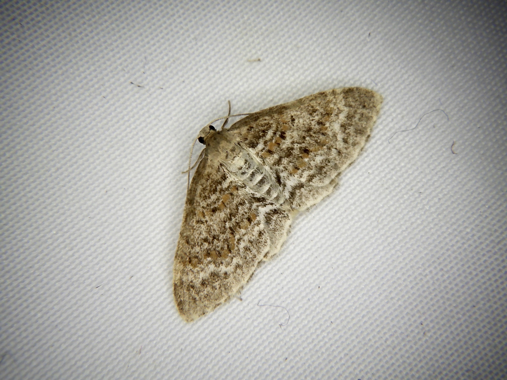 Hydrelia nisaria (Christoph, 1881)