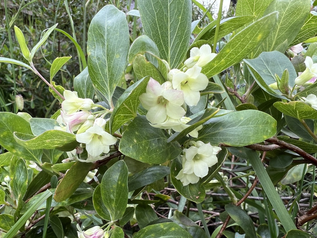 Sweet Appleberry (Billardiera versicolor) - Botanical Realm